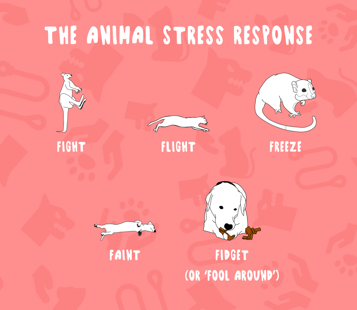How to Read Animal Body Language: Signs of Stress, Fear, and Comfort