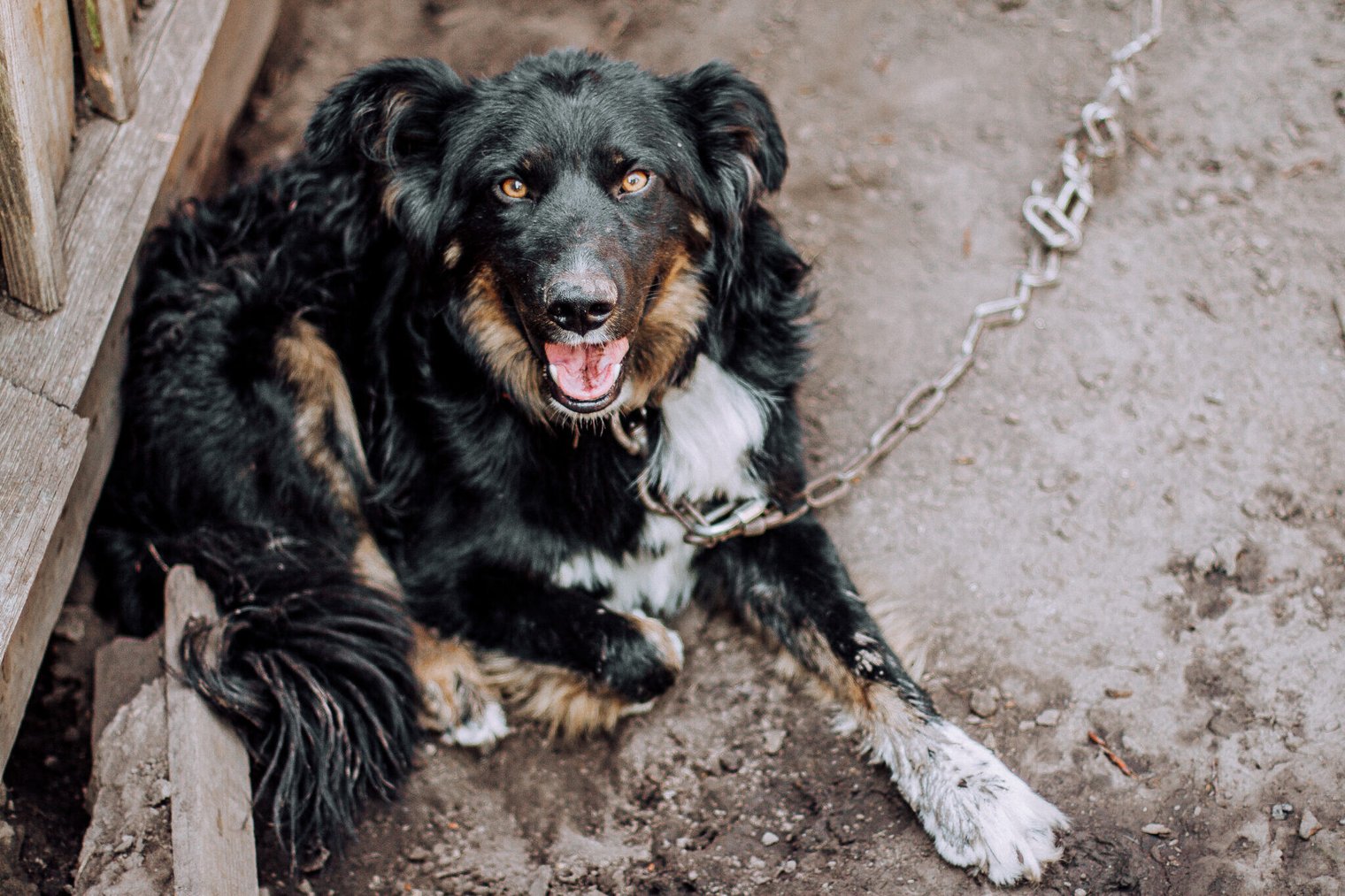 How to Read Animal Body Language: Signs of Stress, Fear, and Comfort