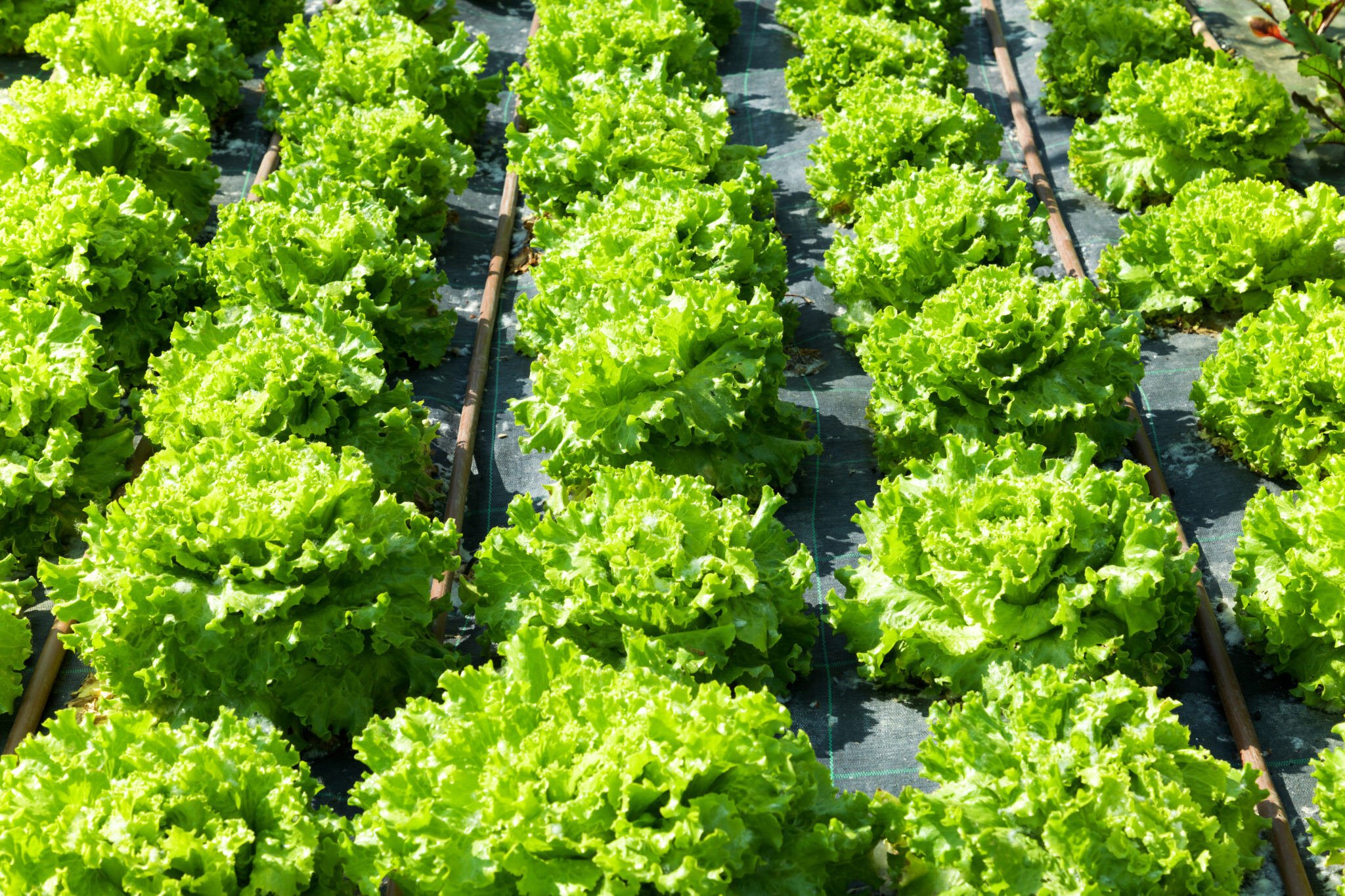 Mythbusting: Separating Nutrition Fact from Fiction